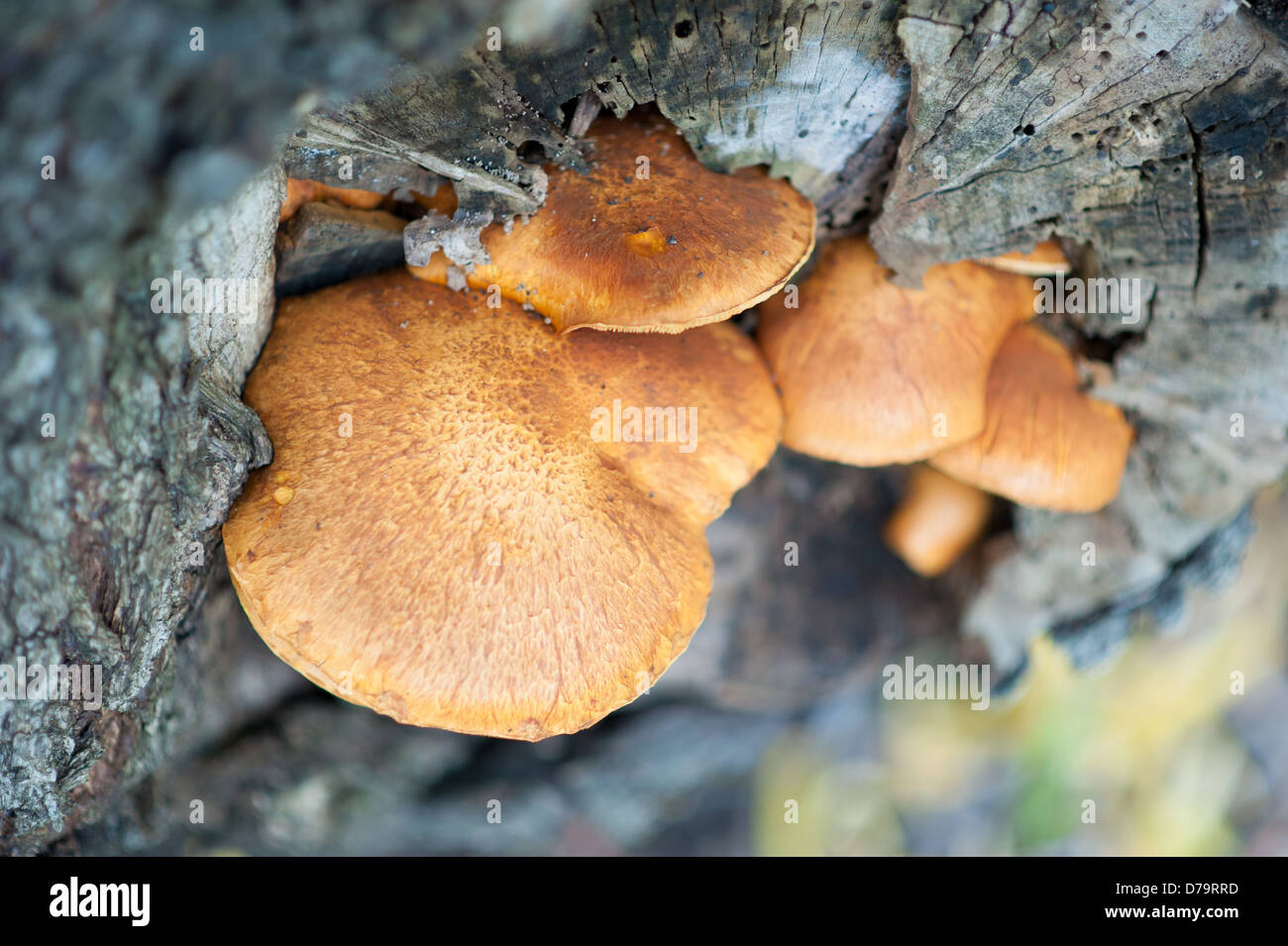Fungi Toadstools Growing From Trunk of Tree Stock Photo - Alamy