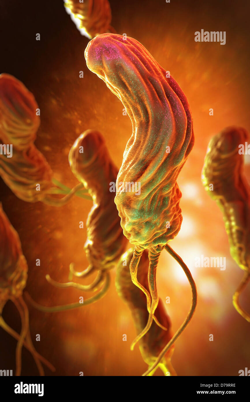 Helicobacter pylori bacteria image hi-res stock photography and images ...