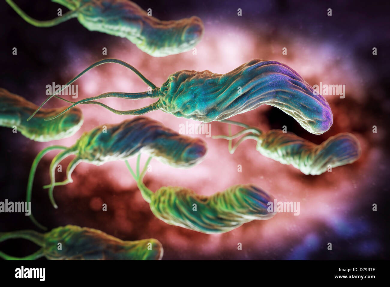 Helicobacter pylori bacteria image hi-res stock photography and images ...