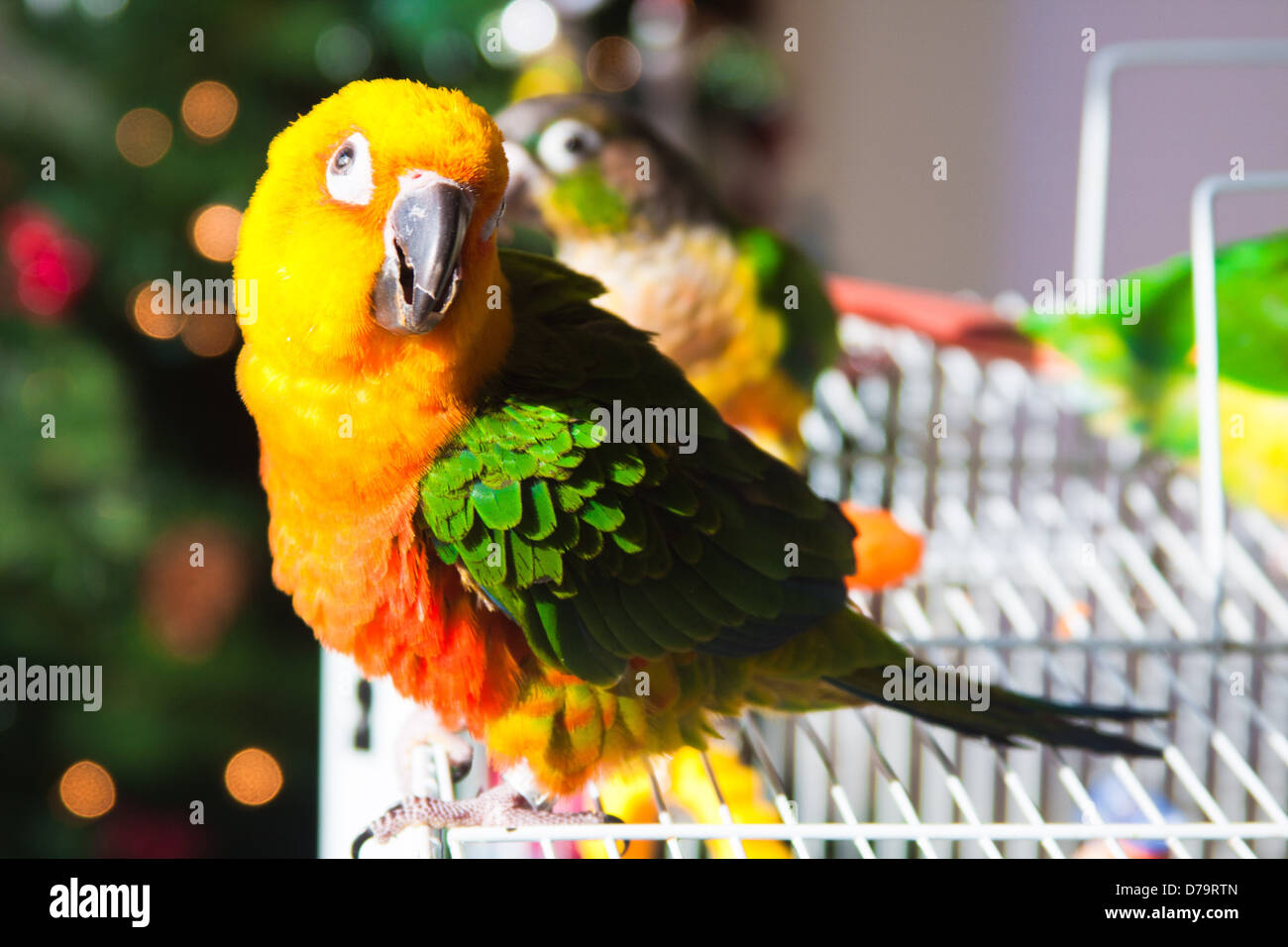 Cute sun conure parrot bird hi-res stock photography and images - Alamy
