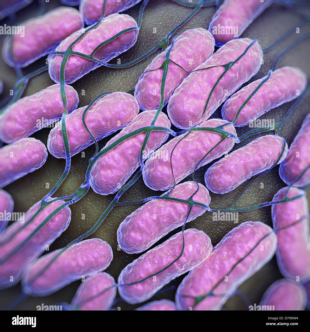 Salmonella bacteria hi-res stock photography and images - Alamy