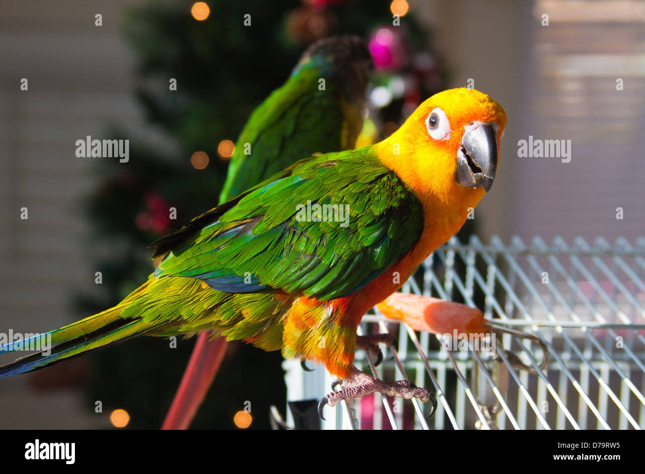 Cute Sun Conure Parrot standing on top of birdcage Stock Photo - Alamy