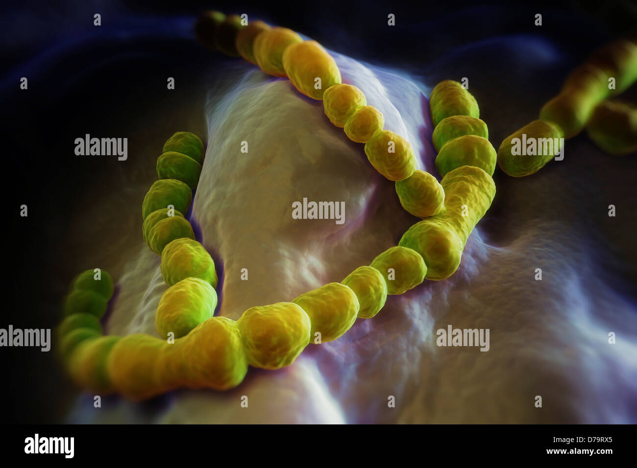 Streptococcus pneumoniae bacteria hi-res stock photography and images ...