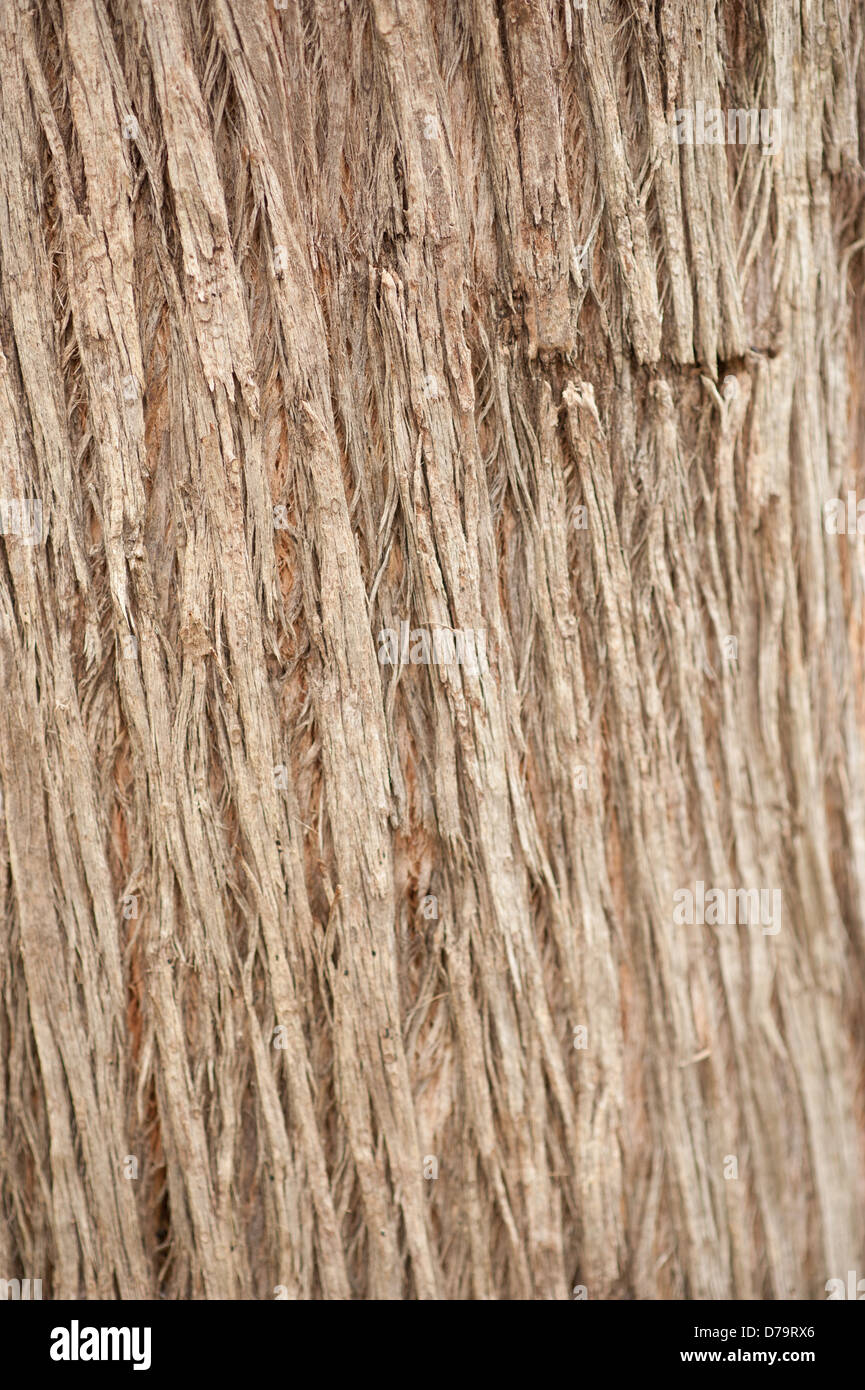 Tree Bark Texture Stock Photo - Alamy