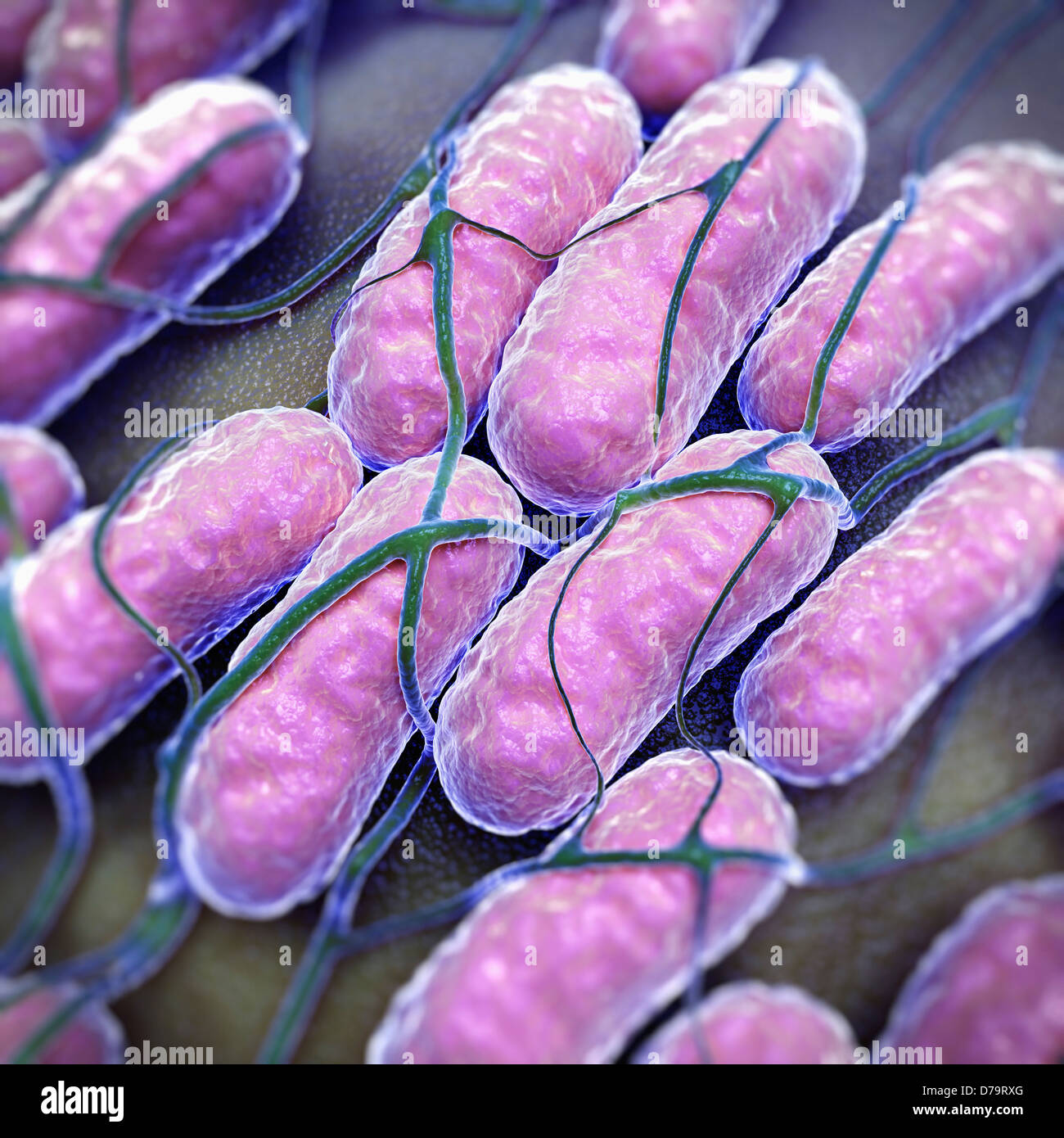 Rod shaped gram negative salmonella hi-res stock photography and images ...