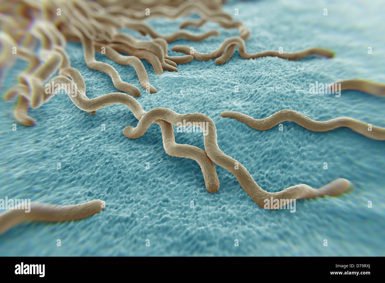 Borrelia bacterium hi-res stock photography and images - Alamy