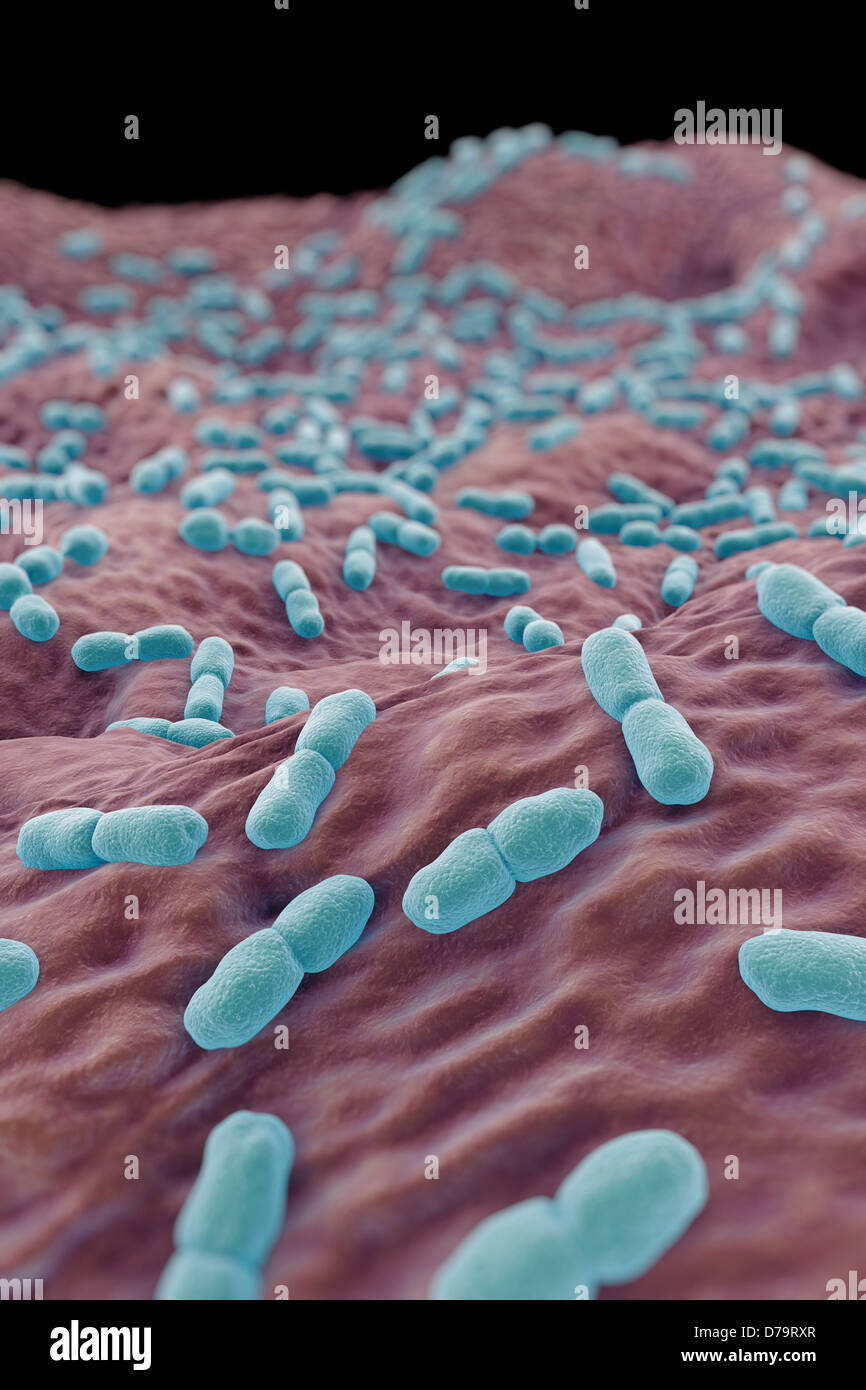 Listeria monocytogenes bacteria hi-res stock photography and images - Alamy