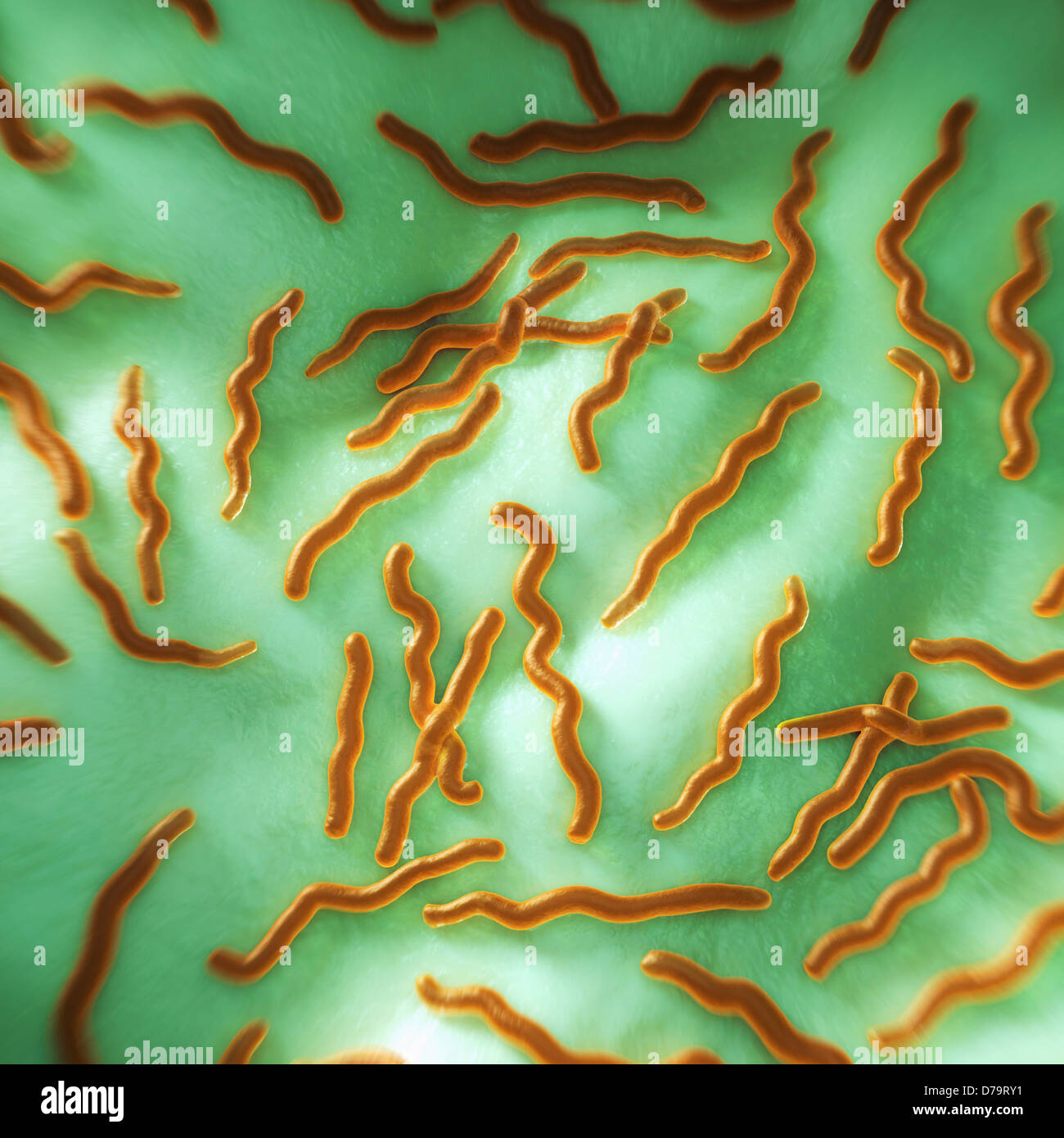 Borrelia burgdorferi bacteria hi-res stock photography and images - Alamy