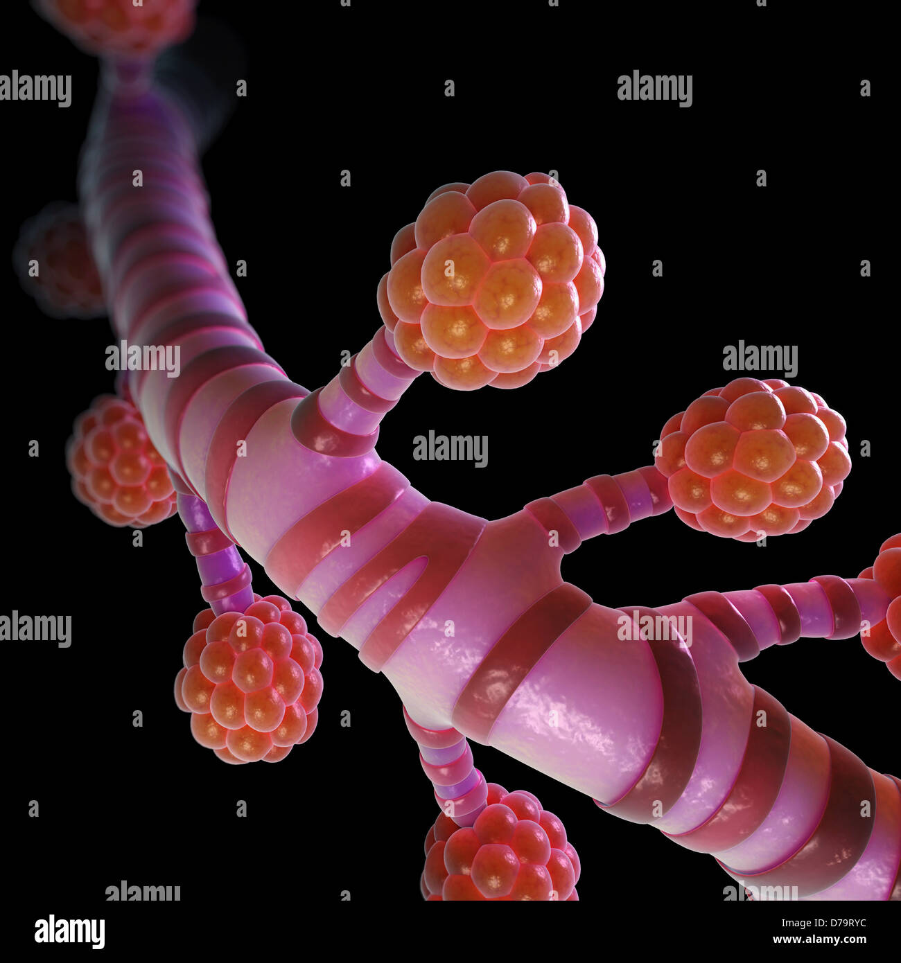 Bronchioles Stock Photos & Bronchioles Stock Images - Alamy
