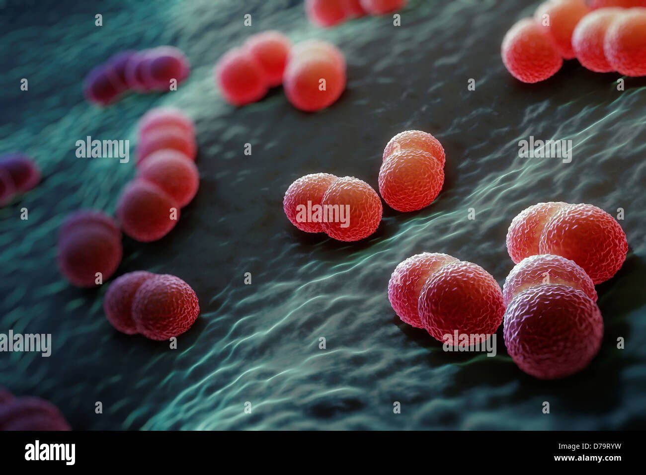 Neisseria meningitidis hi-res stock photography and images - Alamy