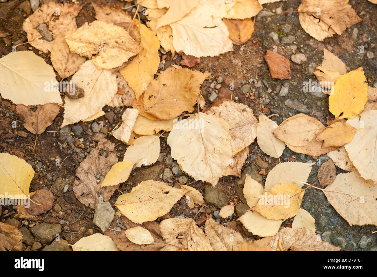 Autumn Fall Leaf Litter on Ground Stock Photo - Alamy