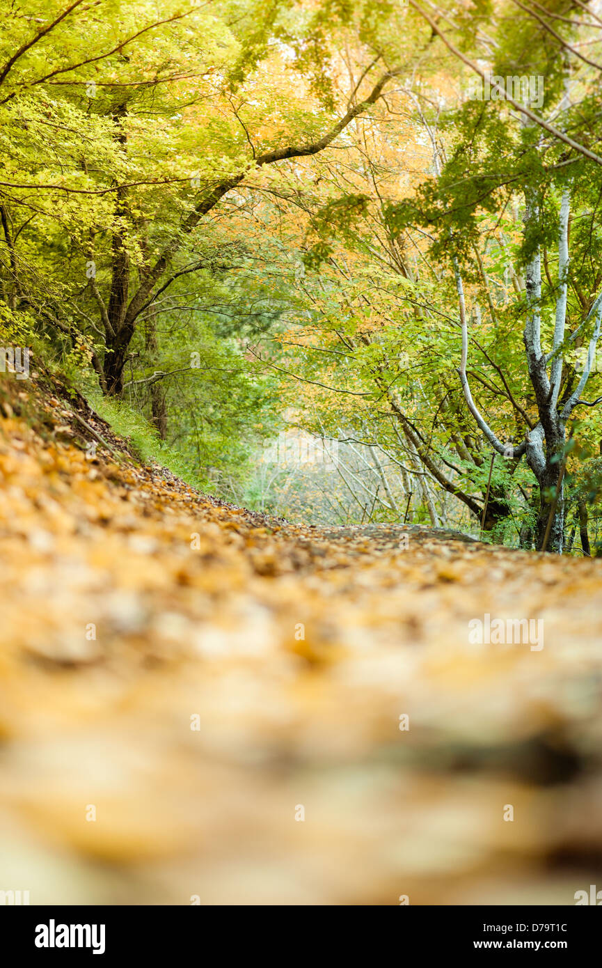 Autumn Trees Photographed From Ground Level Stock Photo - Alamy