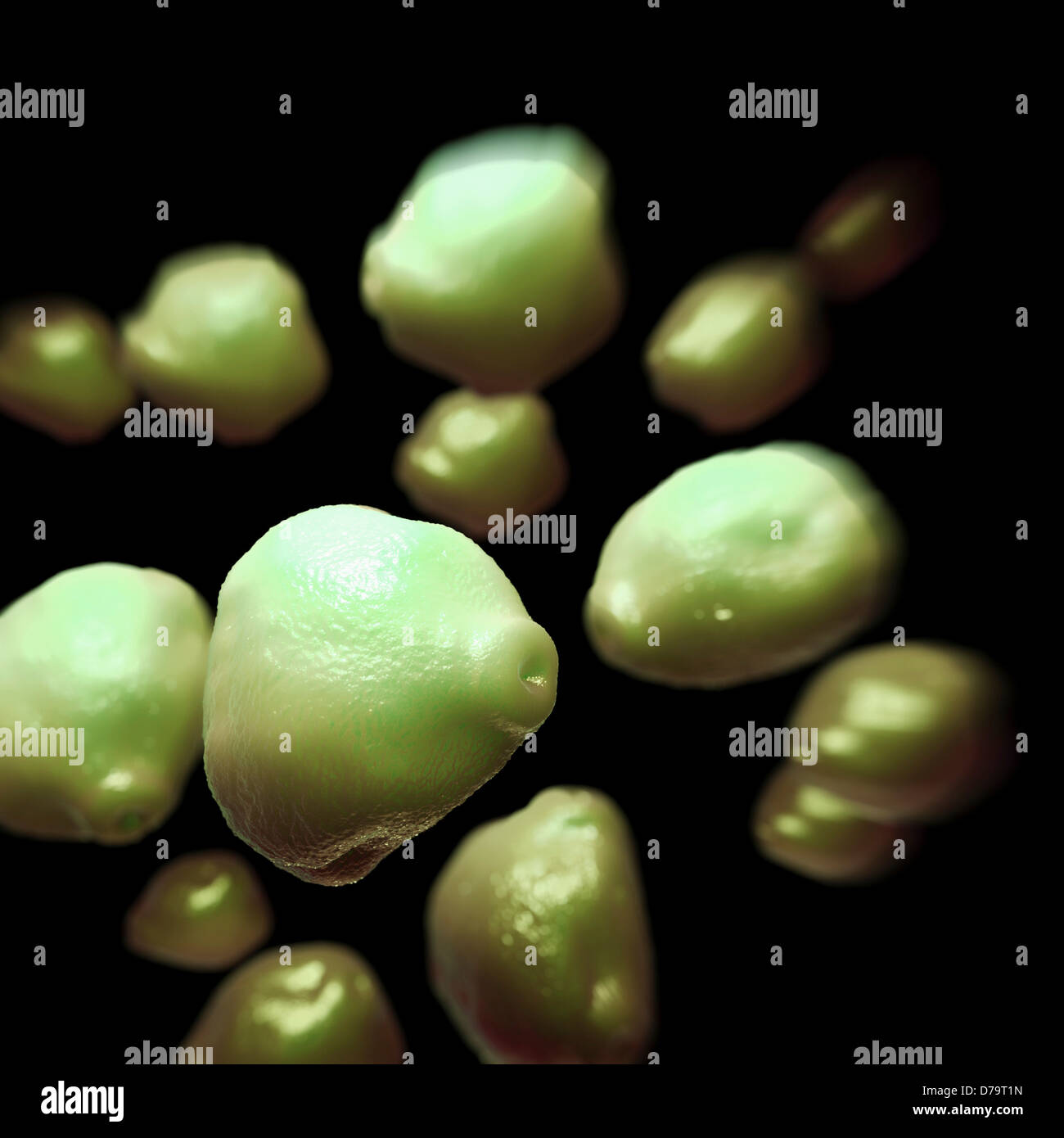 Birch Tree Pollen Stock Photo - Alamy