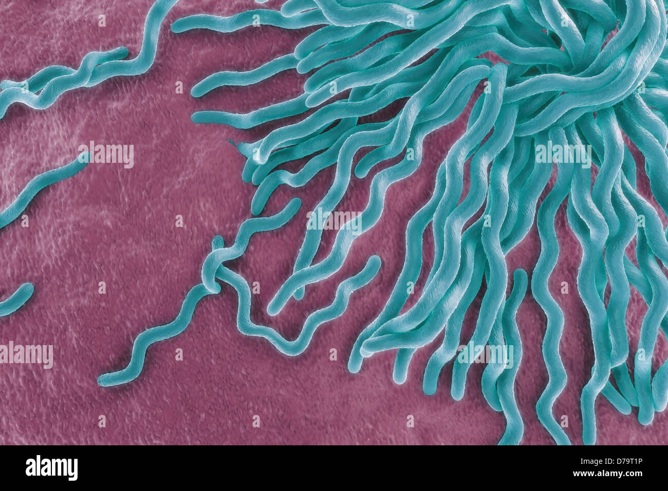 Borrelia burgdorferi hi-res stock photography and images - Alamy