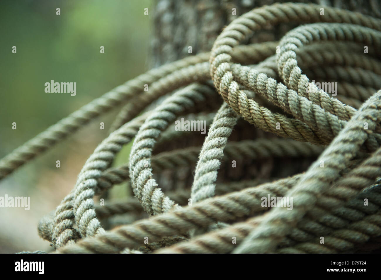 An Old Rope Coiled around a Tree Stock Photo - Alamy