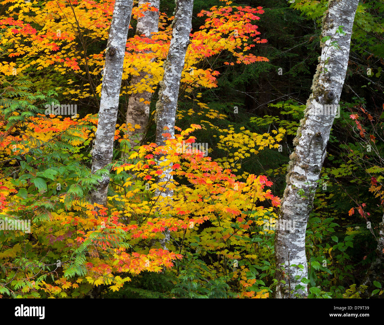 Mount Baker-Snoqualmie National Forest, Washington; Red alder trunks ...