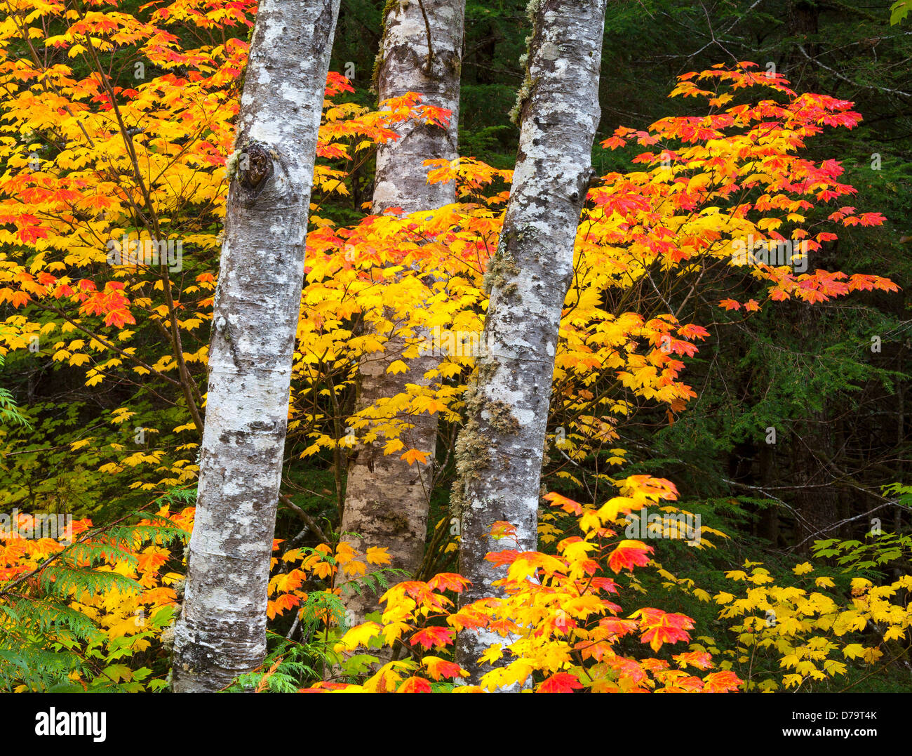 Red Alder Tree High Resolution Stock Photography and Images - Alamy