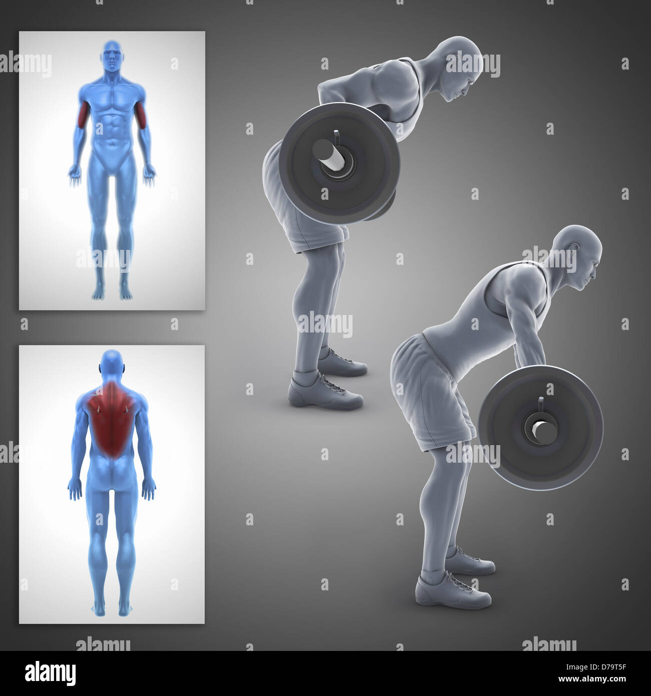 Illustration bicep blue hi-res stock photography and images - Alamy