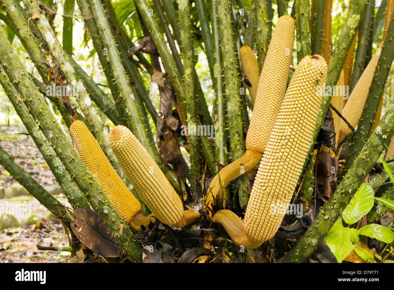 Cones of the cycad Zamia roeslii, growing in tropical rainforest in the ...
