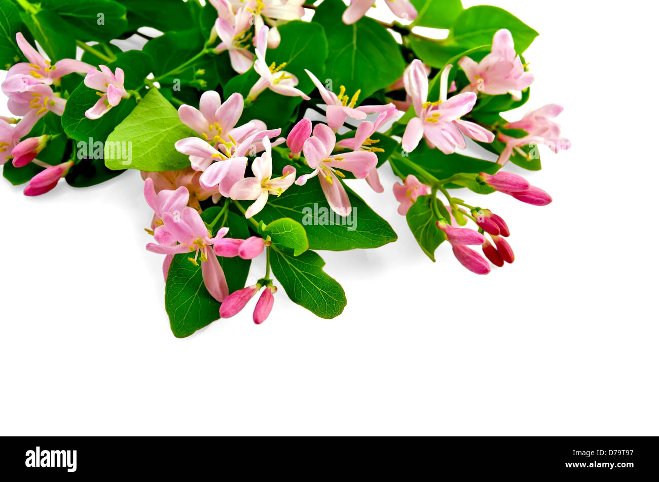 Sprigs of honeysuckle with pink flowers and green leaves isolated on ...