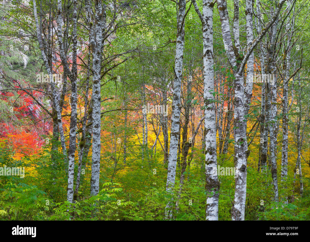 Mount Baker-Snoqualmie National Forest, Washington: Red alder trunks ...