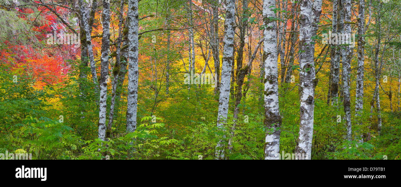 Mount Baker-Snoqualmie National Forest, Washington: Red alder trunks ...