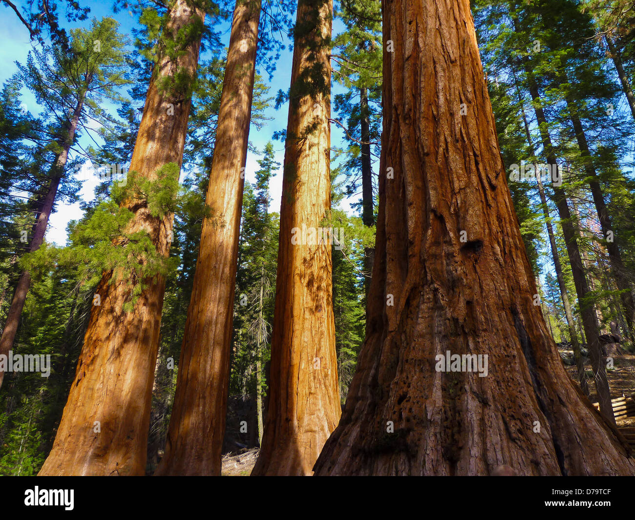 Giant Sequoias in Yosemite National Park,California,United States Stock ...