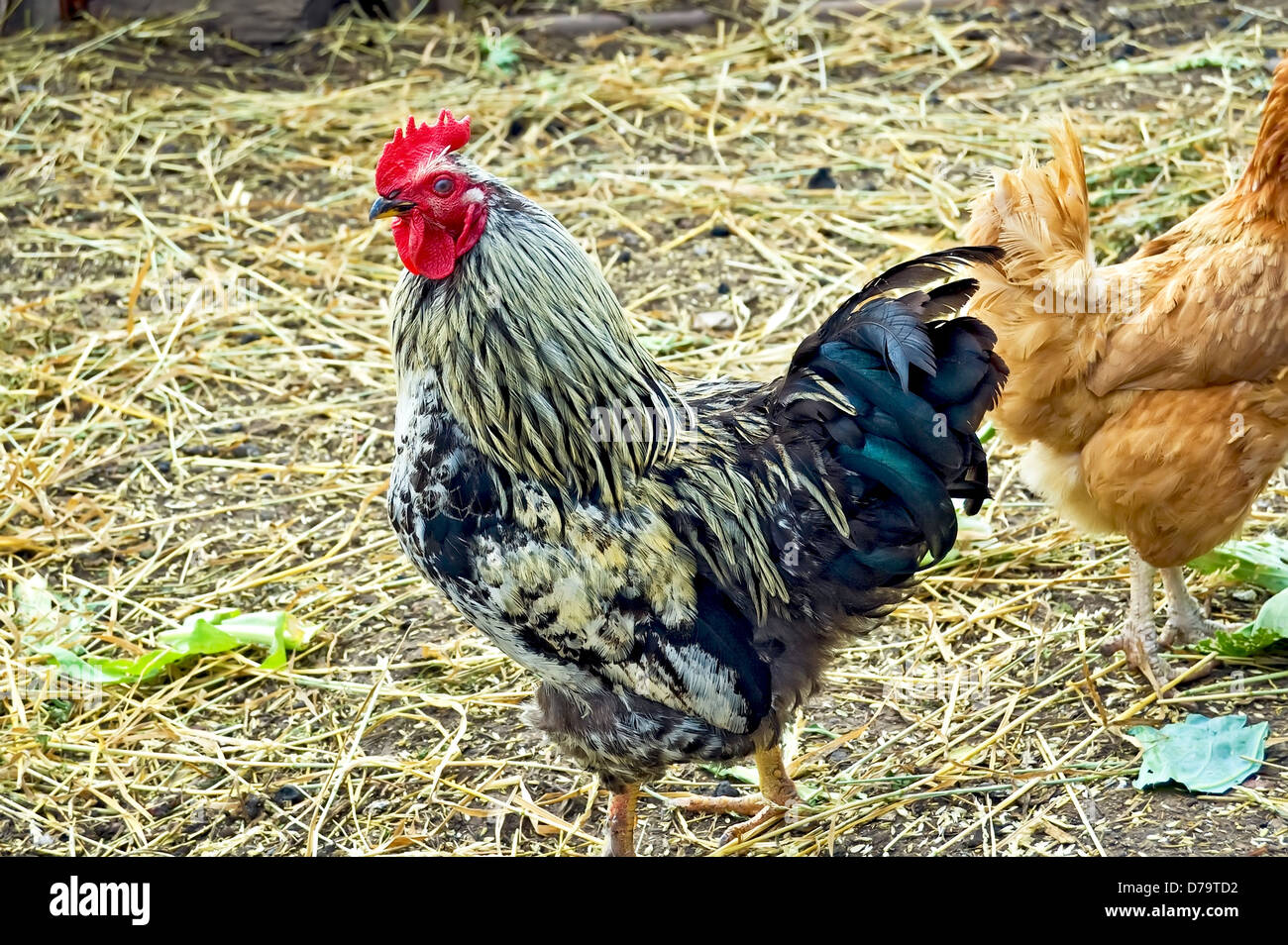 Black rooster with yellow feathers and brown chicken on a background of ...