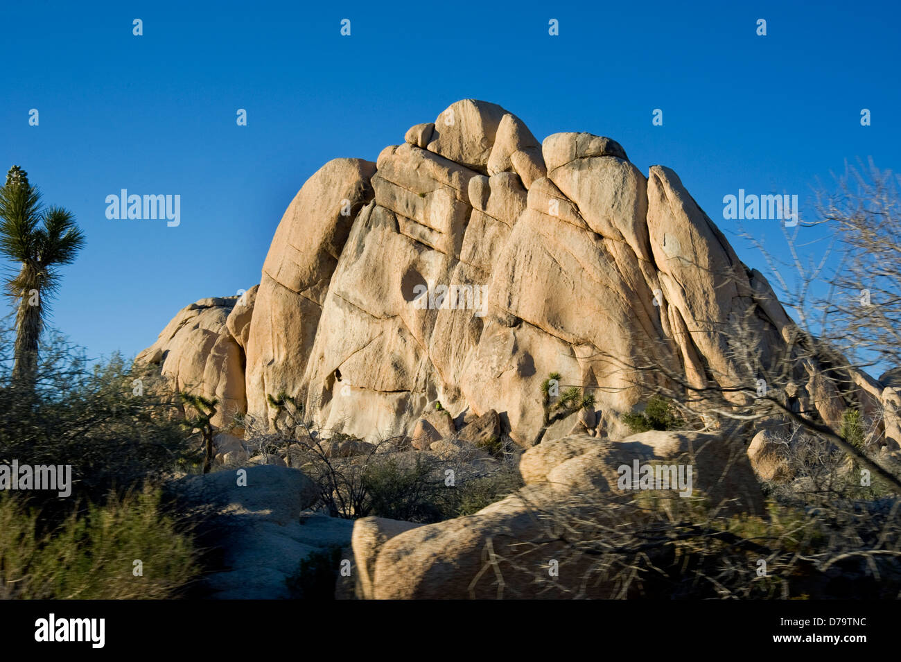 Palm tree california desert hi-res stock photography and images - Alamy