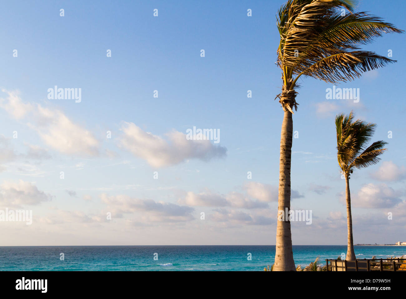 Coconut tree in tropical climate Stock Photo - Alamy