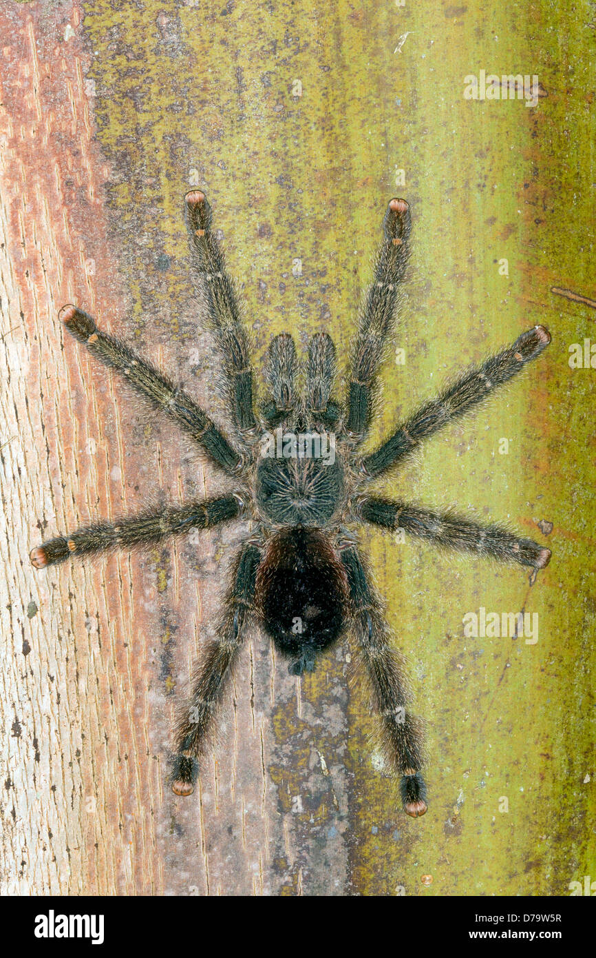 Tarantula on a tree trunk in the rainforest, Ecuador Stock Photo - Alamy