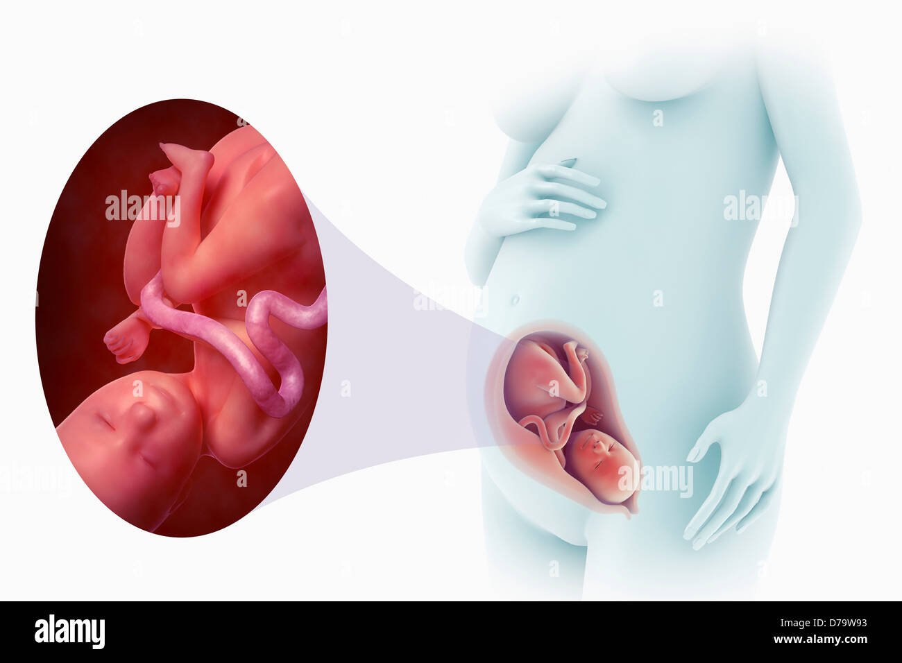 In utero model hi-res stock photography and images - Alamy