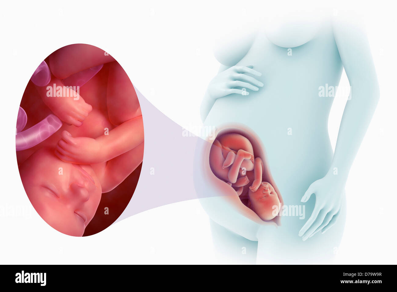 Fetal Development Week 38 Stock Photo - Alamy
