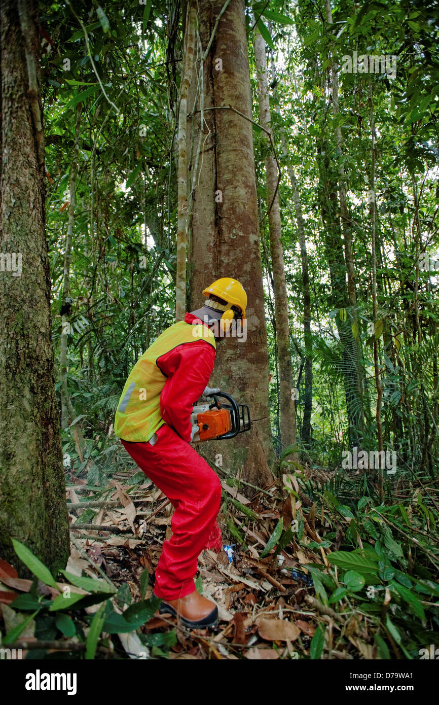 Logger Cuts into Rainforest Tree Stock Photo - Alamy