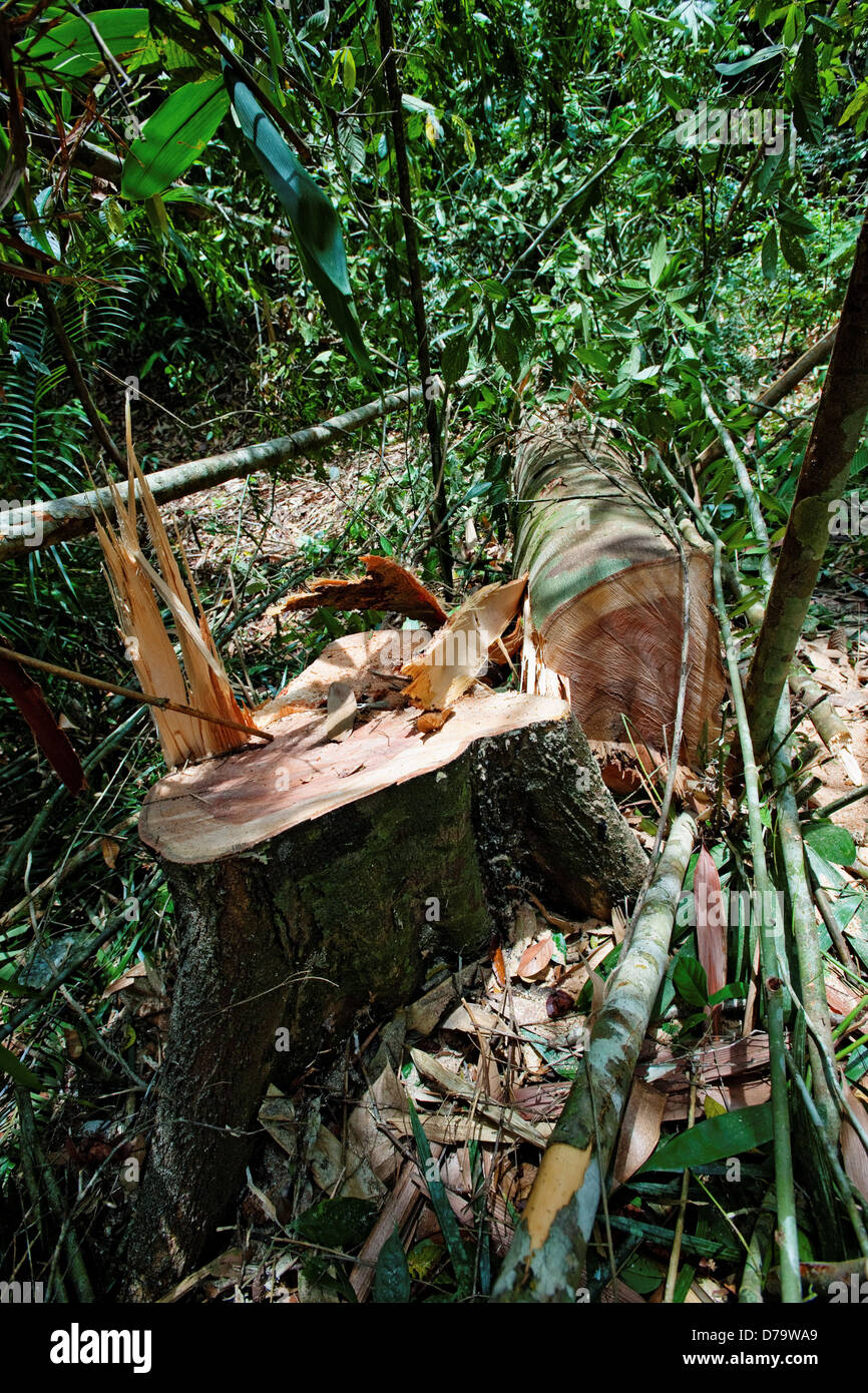 Freshly Felled Tree Stock Photo - Alamy