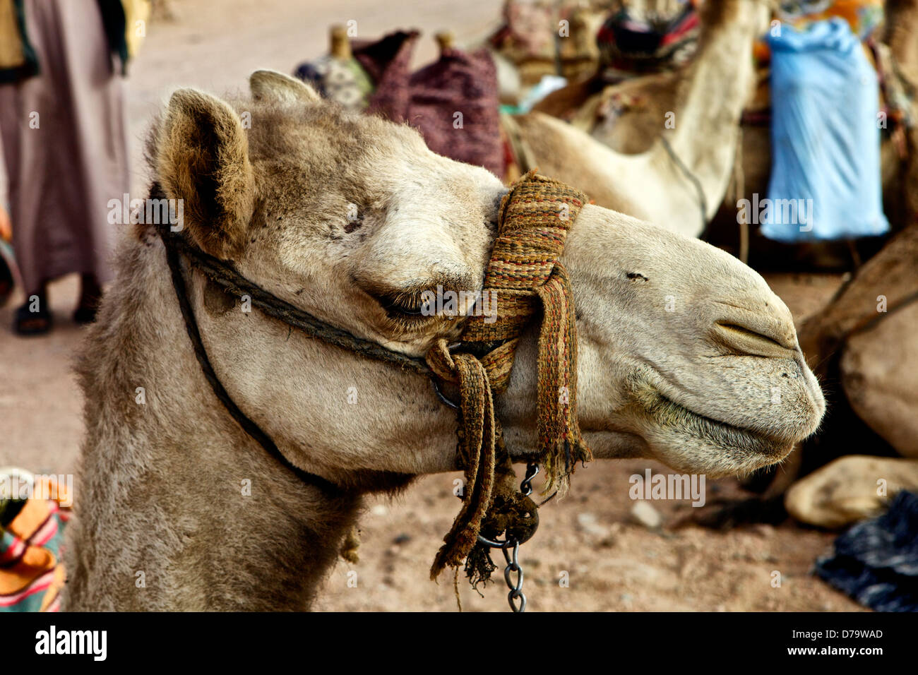 The camel, a man's best friend Stock Photo - Alamy