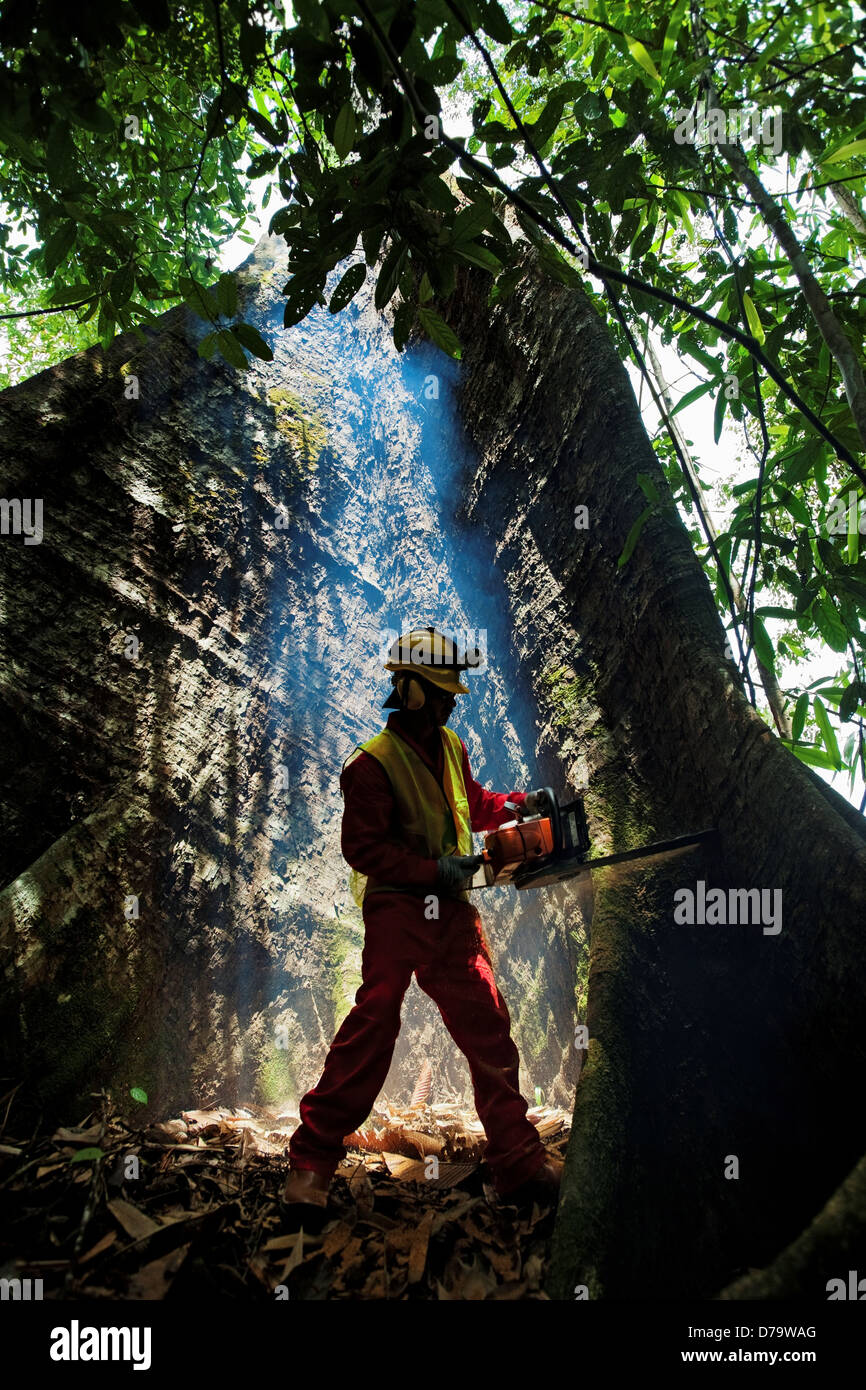 Rainforest deforestation hi-res stock photography and images - Alamy