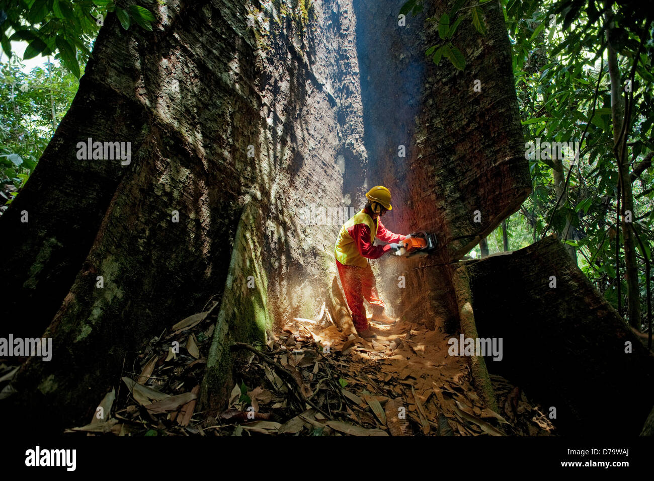 Logger Cuts into Huge Rainforest Tree Stock Photo - Alamy