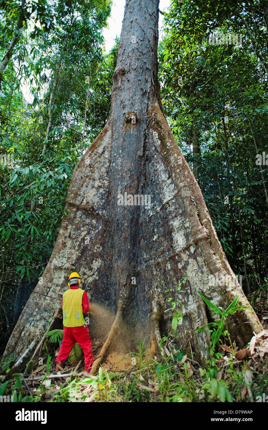 Logger Cuts into Huge Rainforest Tree Stock Photo - Alamy
