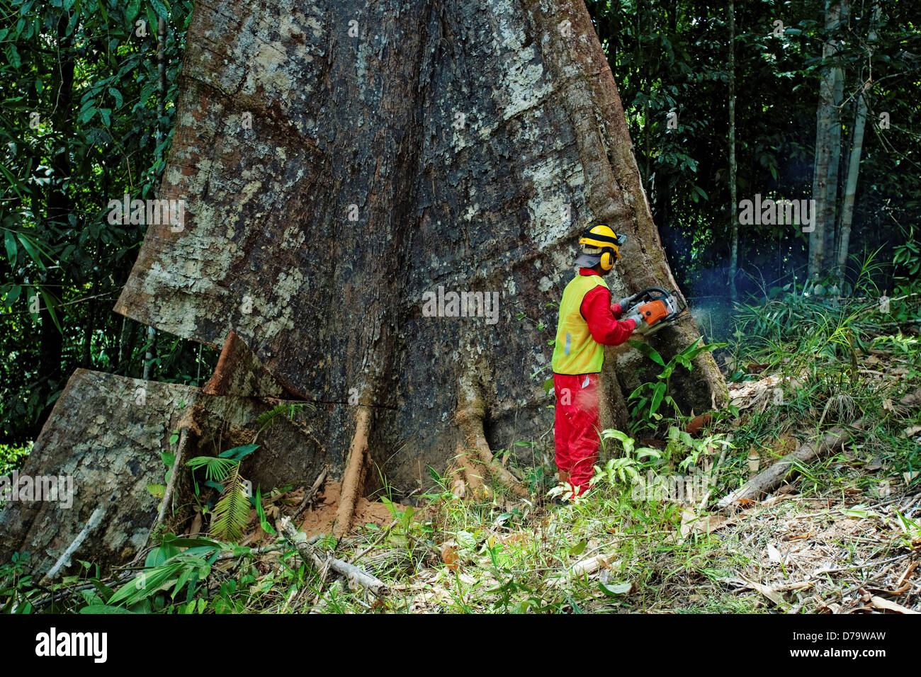 Destruction rainforest deforestation southeast asia hi-res stock ...