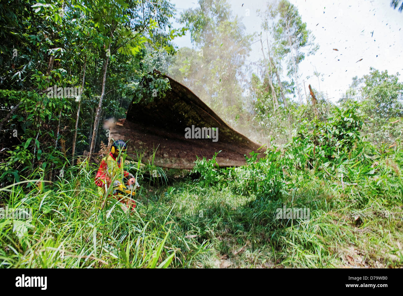Huge Rainforest Tree Crashes to Ground Stock Photo - Alamy