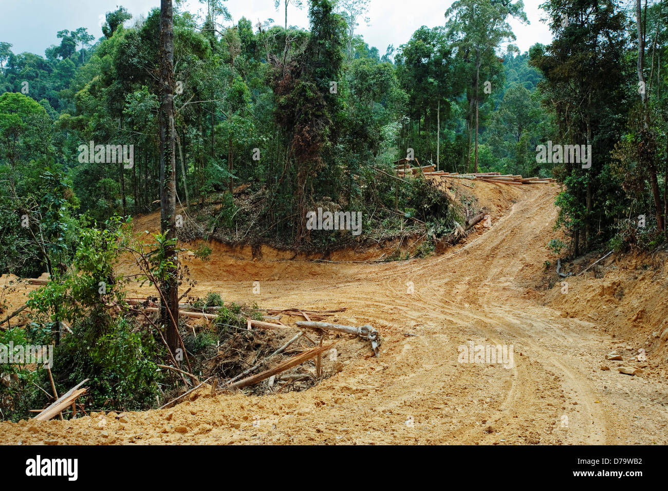 Logging Road Through Rainforest Stock Photo - Alamy
