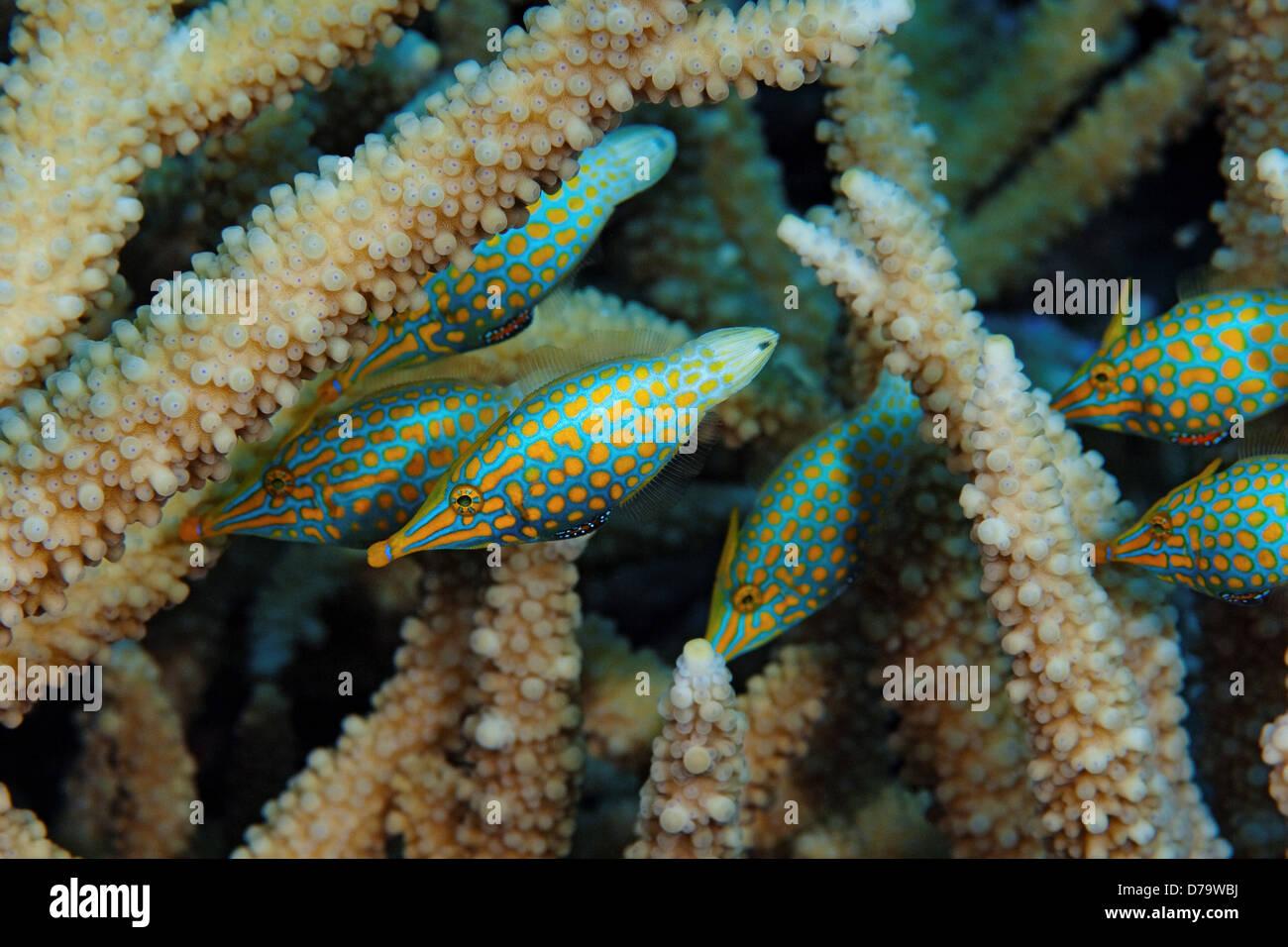 Orange Spotted Filefish High Resolution Stock Photography and Images ...