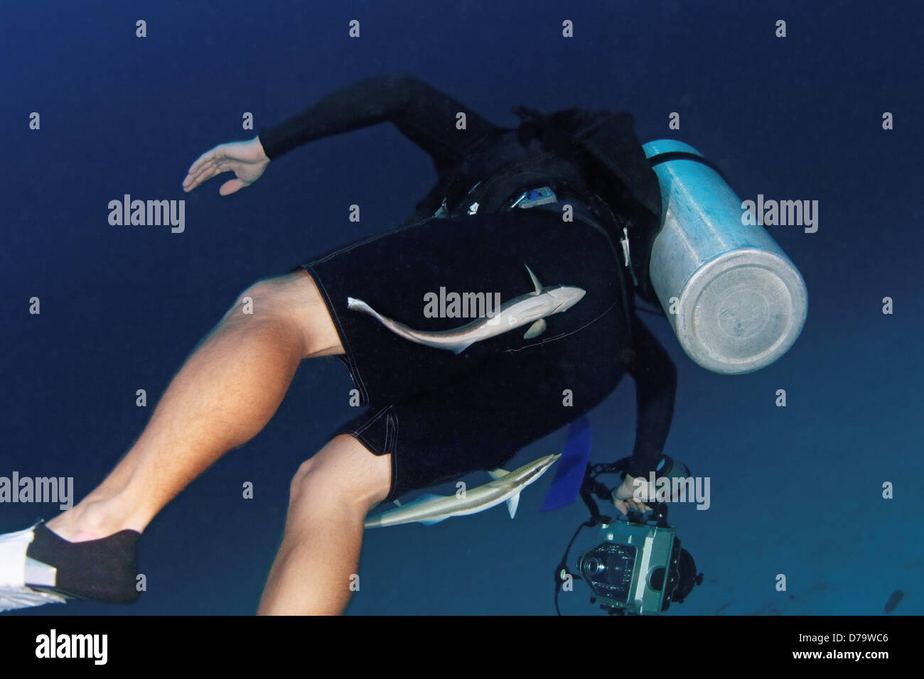 Live Sharksucker Attached to Diver Stock Photo - Alamy
