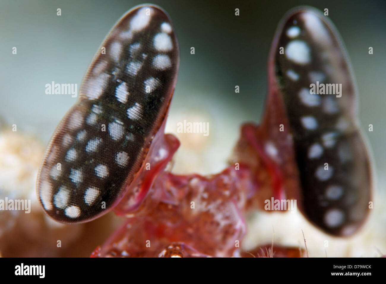 Close-Up Spearing Mantis Shrimp Stock Photo - Alamy