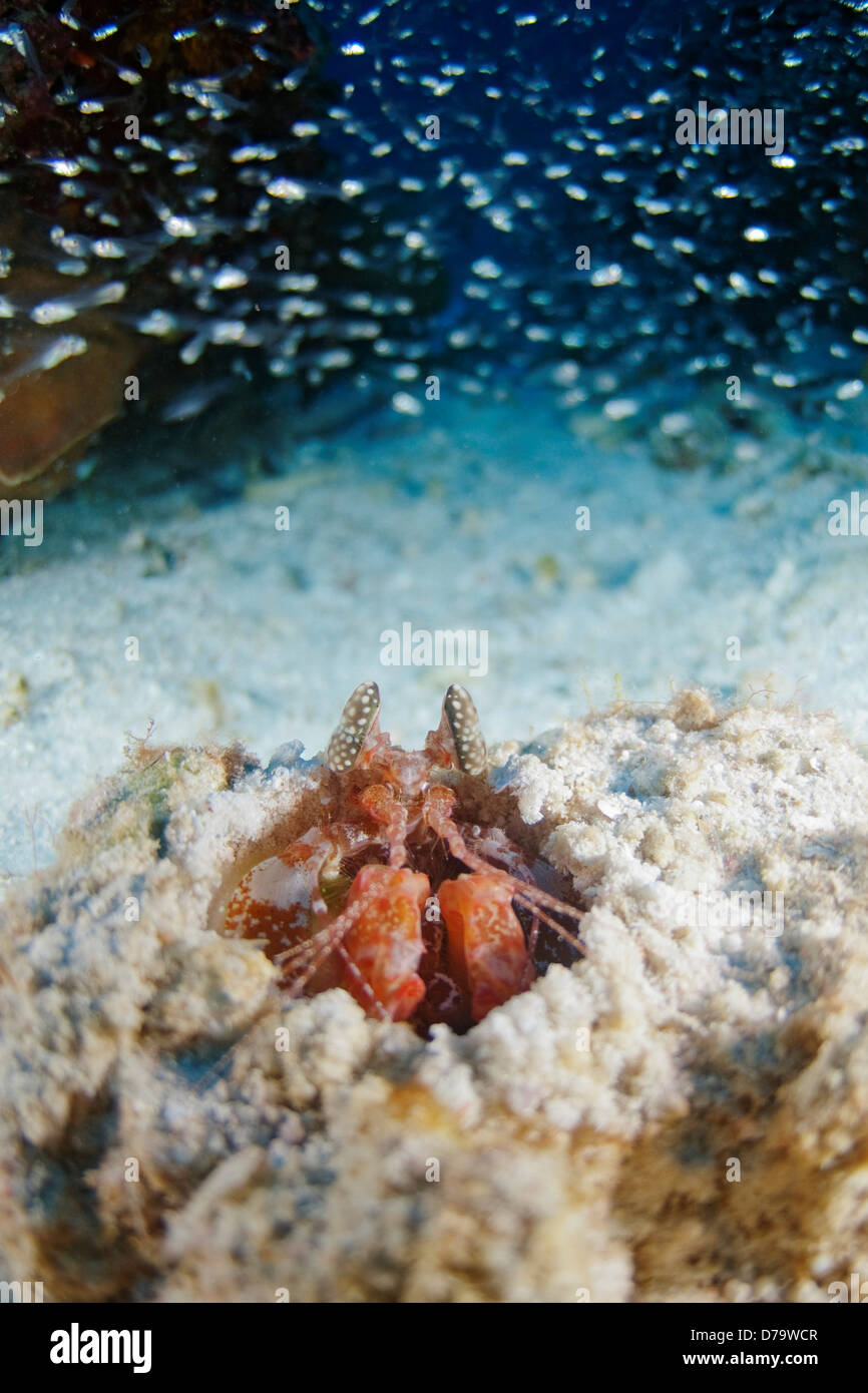 Mantis shrimp prey hi-res stock photography and images - Alamy