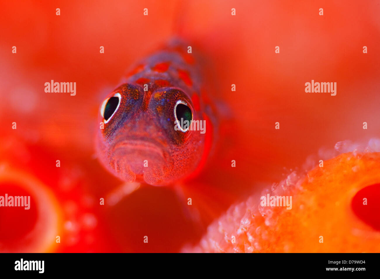 Dwarf goby hi-res stock photography and images - Alamy