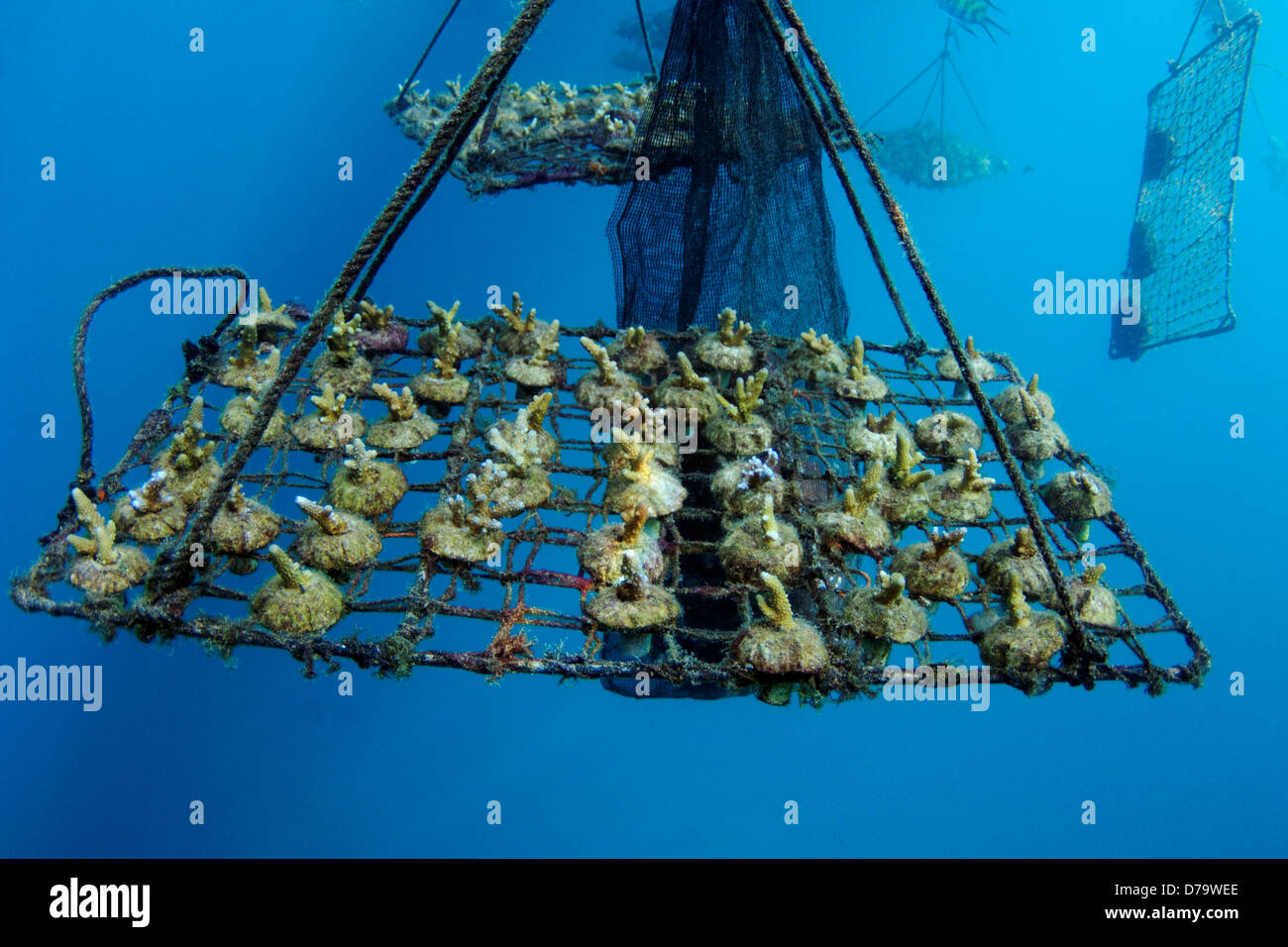 Coral Growing Aquarium Trade Under Jetty Tabawan Island Stock Photo - Alamy