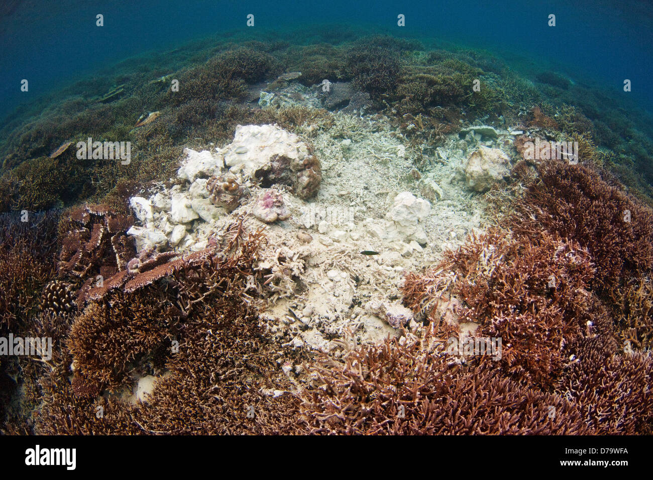 Fish Bomb Damage Stock Photo - Alamy