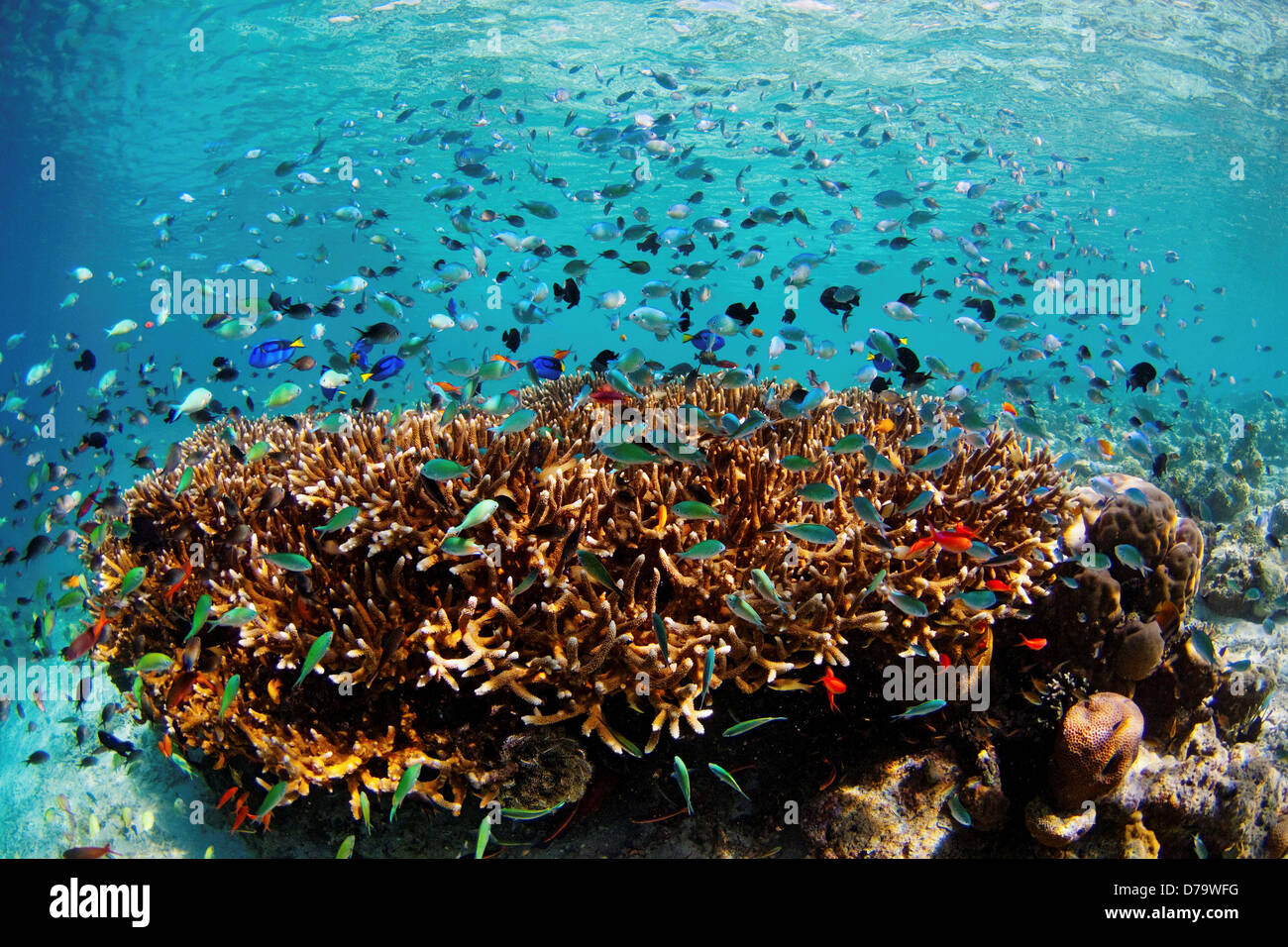Fish Over Staghorn Coral Near Mataking Island Stock Photo - Alamy